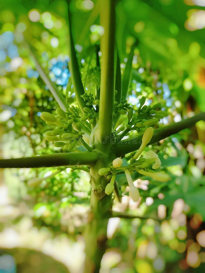 Papaya fruit stock image. Image of flowering, good, papaya - 382941167