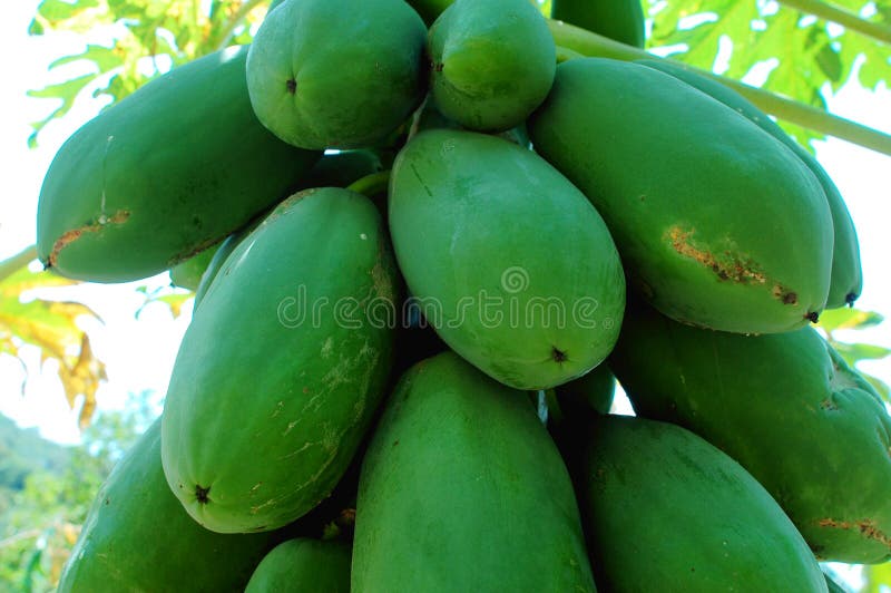 Old papaya fruits stock photo. Image of flora, backyard - 97934176