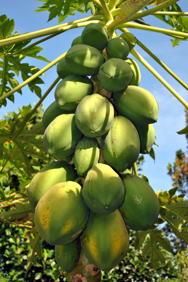 Old papaya fruits stock photo. Image of flora, backyard - 97934176