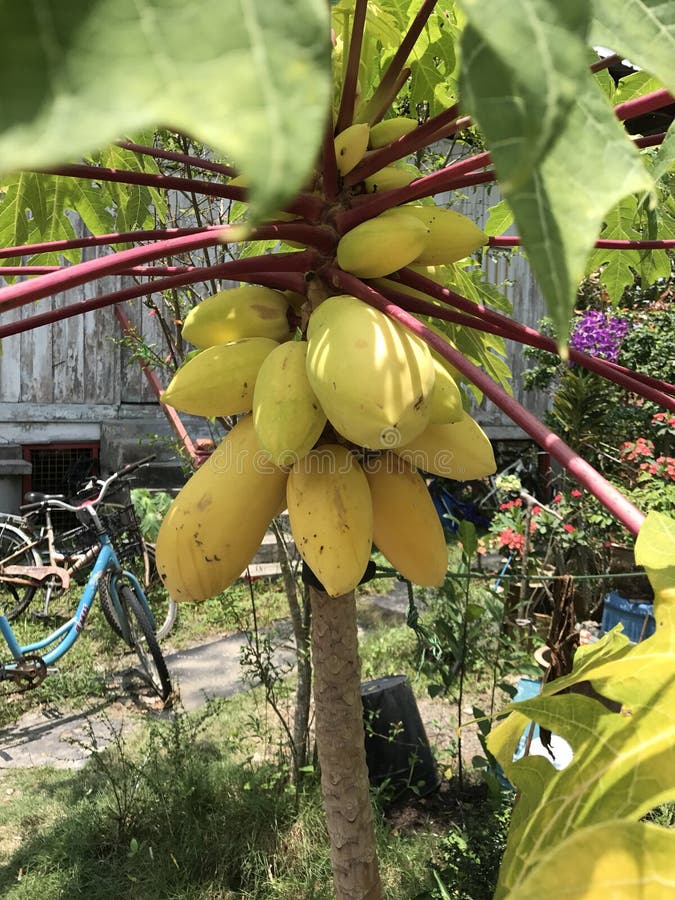 Papaya stock image. Image of colour, yellow, papaya - 112453281