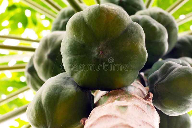 Papaya Fruits on a Tree. Tropical Fruits Stock Image - Image of asia ...