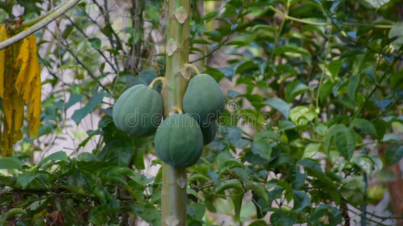 Papaya Fruits on a Tree. Tropical Fruits Stock Footage - Video of plant ...