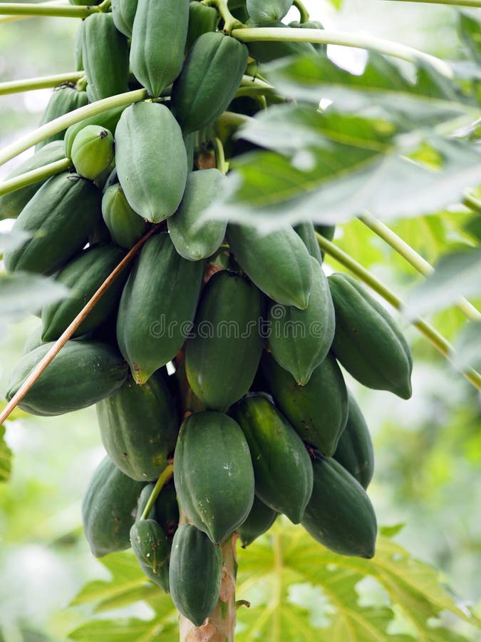 Papaya in the garden stock image. Image of trunk, garden - 122574489