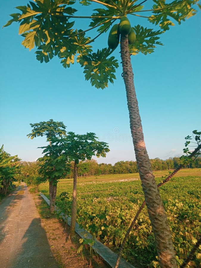 Papaya Growing on the Edge of the Rice Field Can Be Seen with Its Raw ...