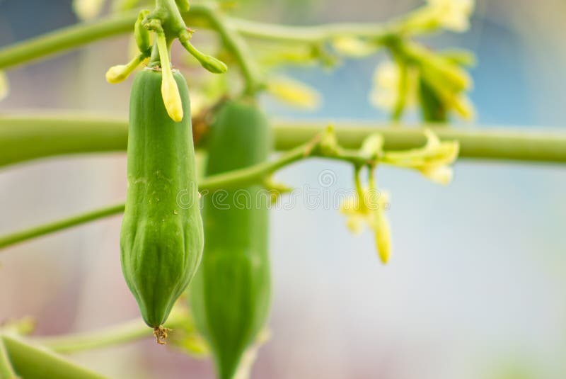 Small papaya stock photo. Image of productivity, nutrition - 121472850