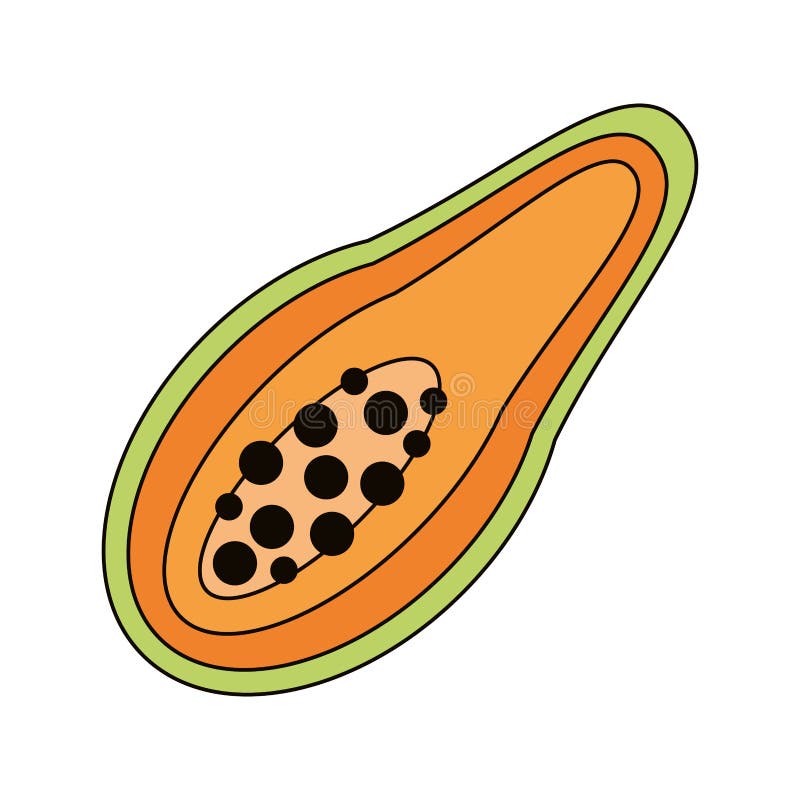 Papaya icon cartoon stock vector. Illustration of freshness - 146298542