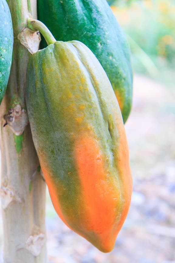 Papaya stock image. Image of plant, large, stem, fruit - 46818261