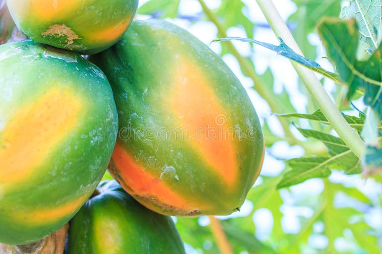 Papaya stock photo. Image of plant, natural, agriculture - 57939942