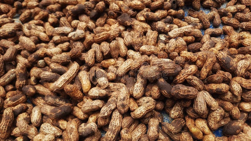 Peanuts that are Drying in the Sun Stock Photo - Image of januari, java ...
