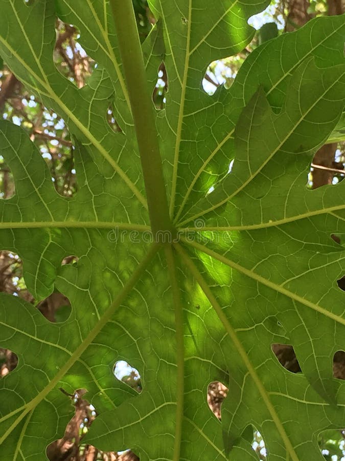 Papaya Leaf, Papaya Leaf Texture Stock Photo - Image of papaya, leaf ...