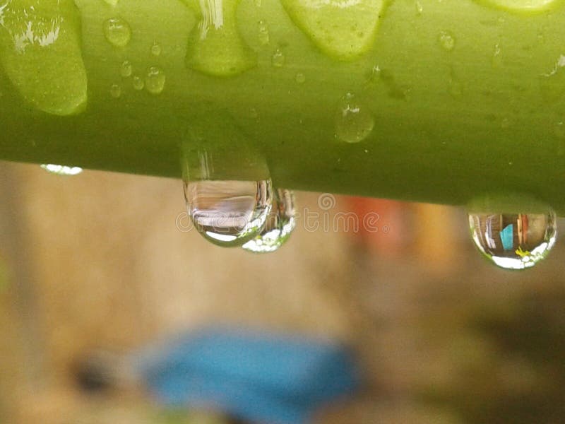 Papaya Leaf Stalk with Water Drops Stock Photo - Image of papaya, glass ...