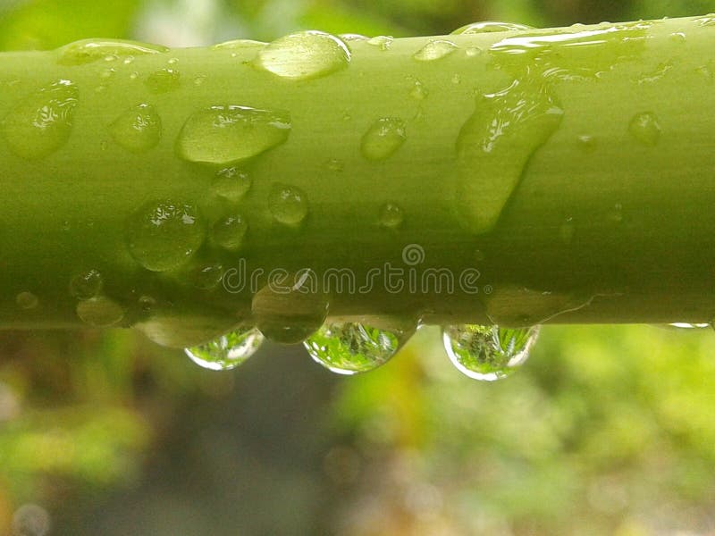 Papaya Leaf Stalk with Water Drops Stock Image - Image of moisture ...