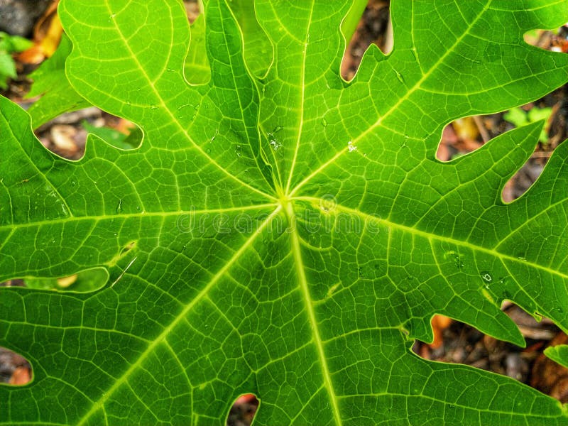 Close Up Papaya Leaf Texture Stock Photo - Image of nature, soil: 257879940