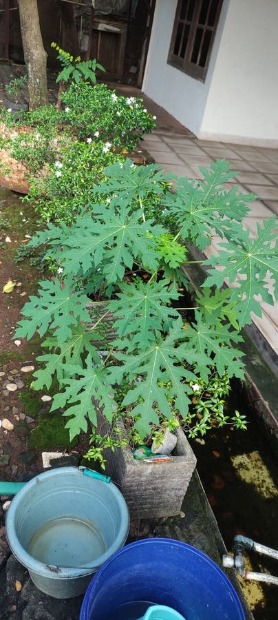 Papaya Leaf Tree Growing in a Pot Near a Fish Pond Stock Image - Image ...