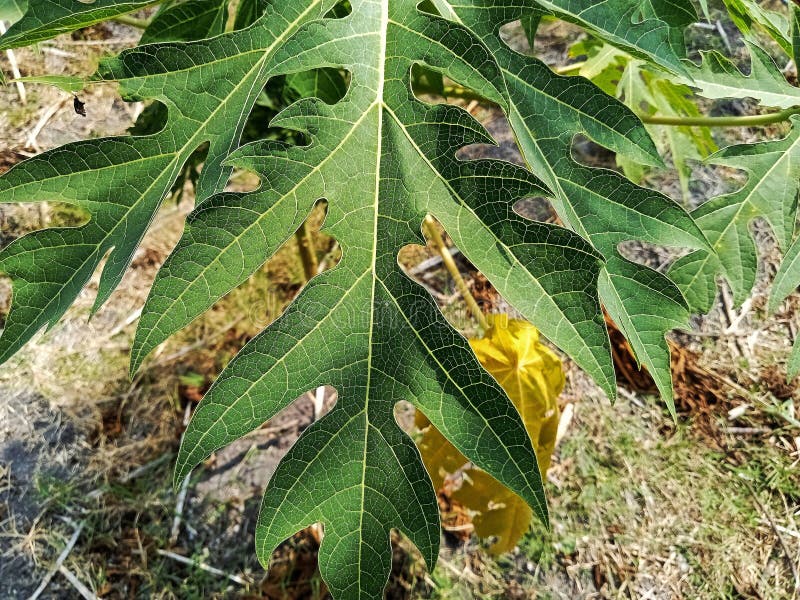 Papaya Leaves are Dark Green and the Leaf Fibers Look Beautifully ... Papaya Leaves are Dark Green and the Leaf Fibers Look Beautifully ...
