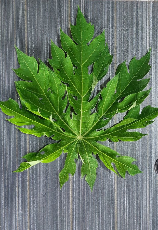Papaya Leaves on the Study Table are Useful for Health. Stock Photo ...