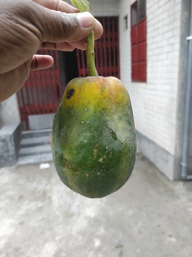 Papaya is Nice Fruit and Good Stock Image - Image of nice, good: 213936387