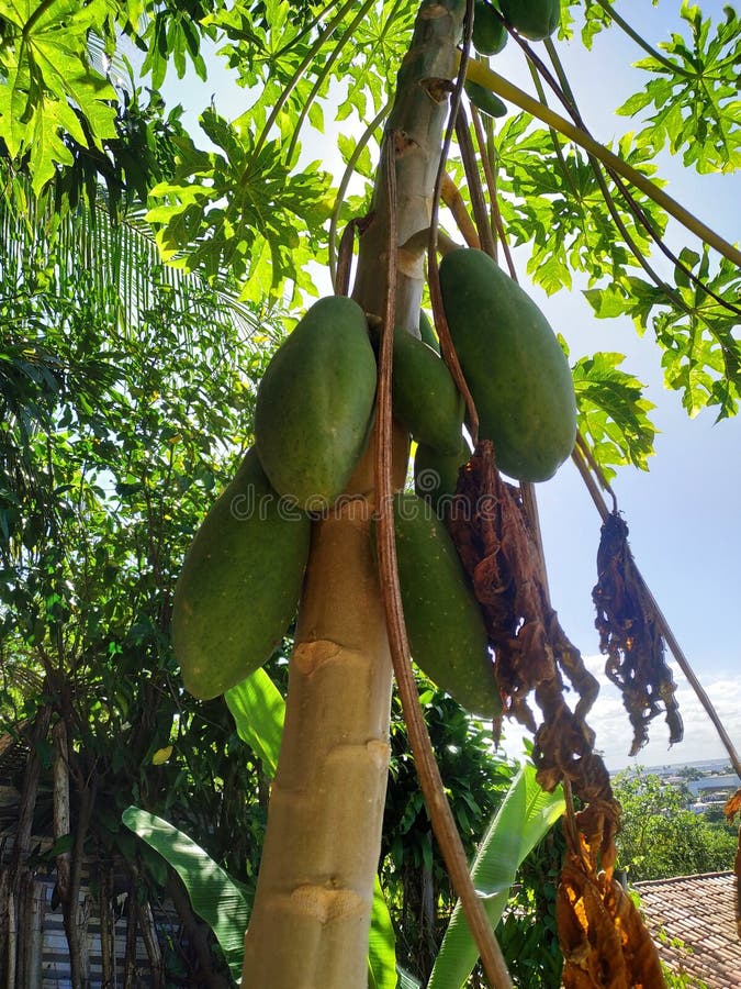 Papaya stock image. Image of vegetable, papaya, papaw - 263857191