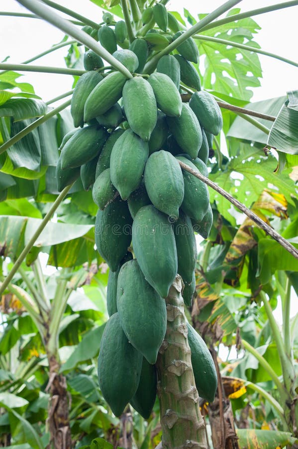 Papaya on the papaya tree stock image. Image of philippines - 64696497