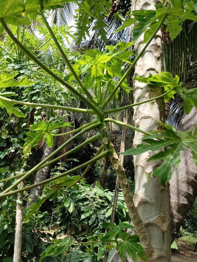 Papaya Plant with Papaya Green Leaves with Climbers Stock Image - Image ...
