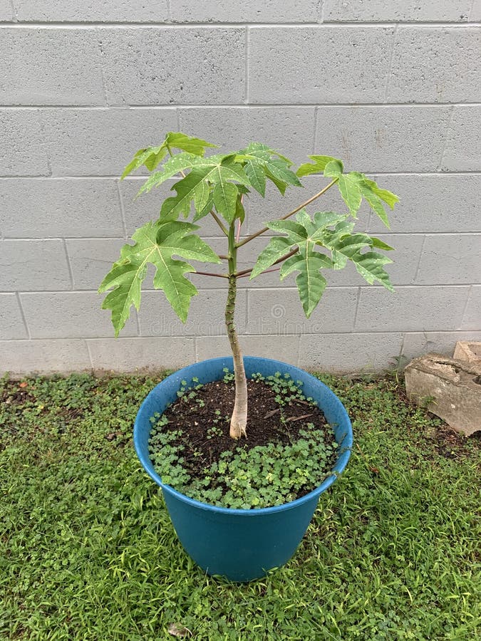 Papaya Plant Growing in a Blue Pot in the Garden Stock Image - Image of ...
