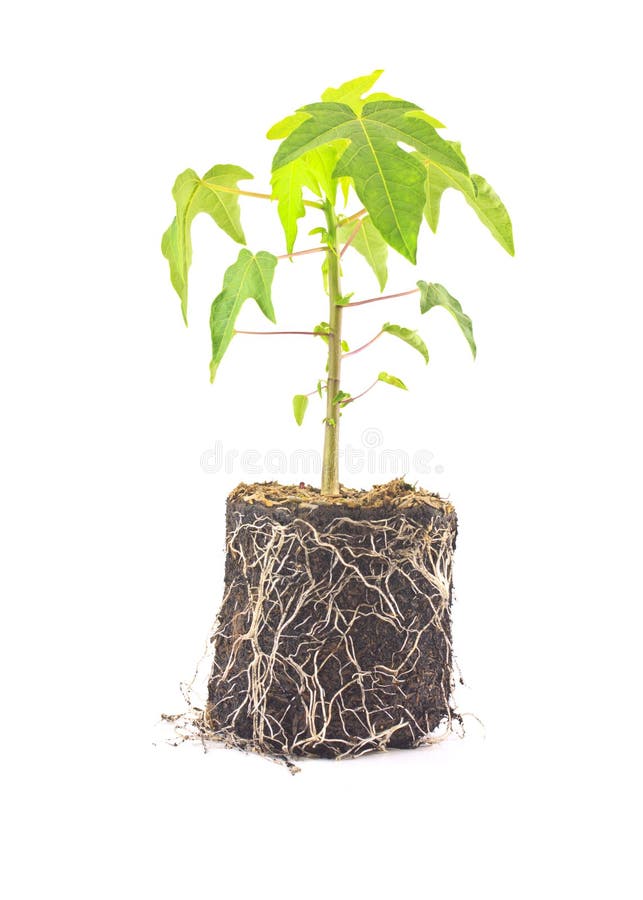 Papaya plants stock photo. Image of isolated, root, cultivated - 28658596