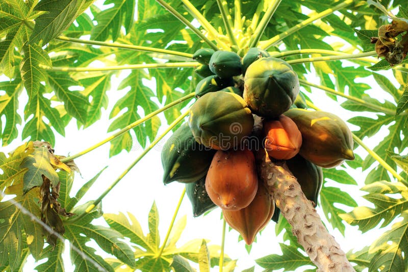 Papaya ripe on tree. stock image. Image of colorful - 121379649