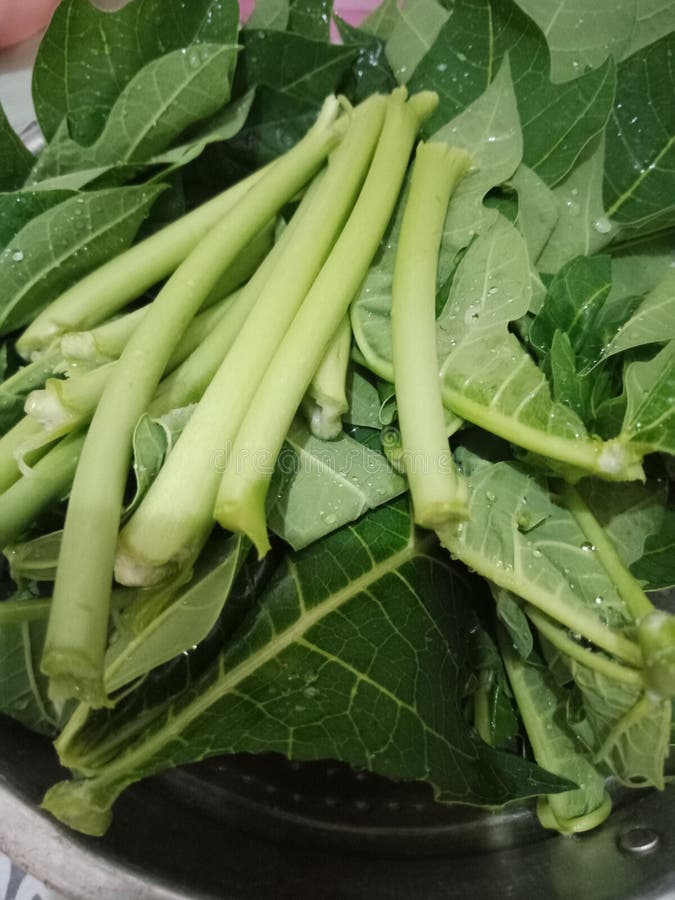 Papaya Sapling and Fresh Papaya Leaves Stock Image - Image of sapling ...