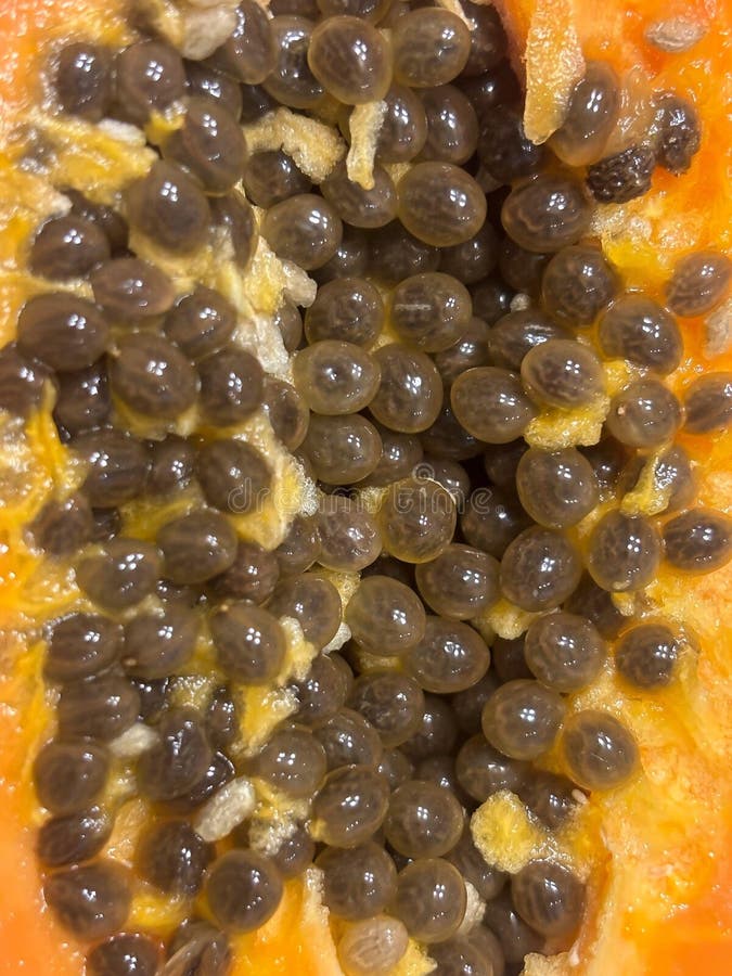 Papaya seed texture stock image. Image of organic, nutritious - 360683991