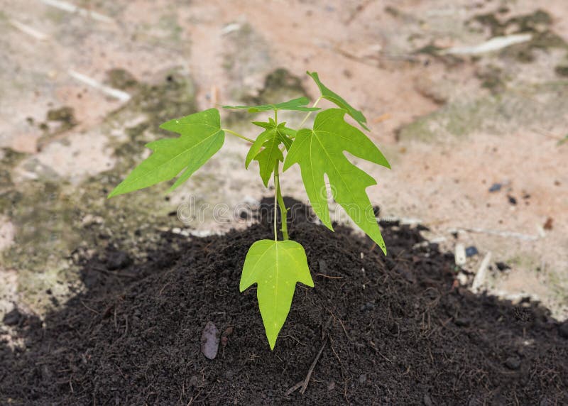Seedling of Papaya in Planting Pot Stock Image - Image of gardening ...