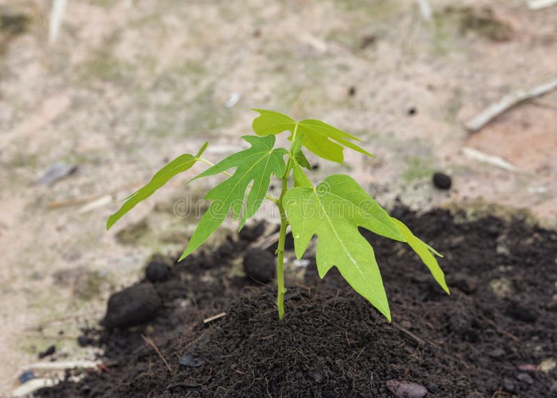 Seedling of Papaya in Planting Pot Stock Image - Image of gardening ...