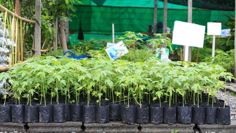 Papaya seedlings in bags stock photo. Image of plantation - 41022520