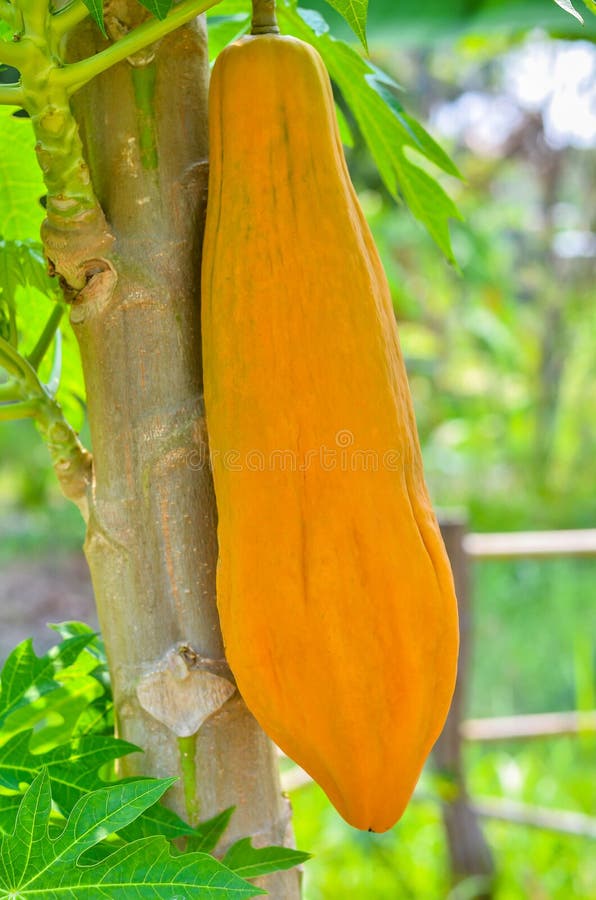 Papaya single yellow stock photo. Image of food, leaf - 40289976