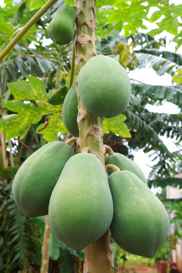 Papaya tree stock image. Image of green, tasty, sweet - 14305237