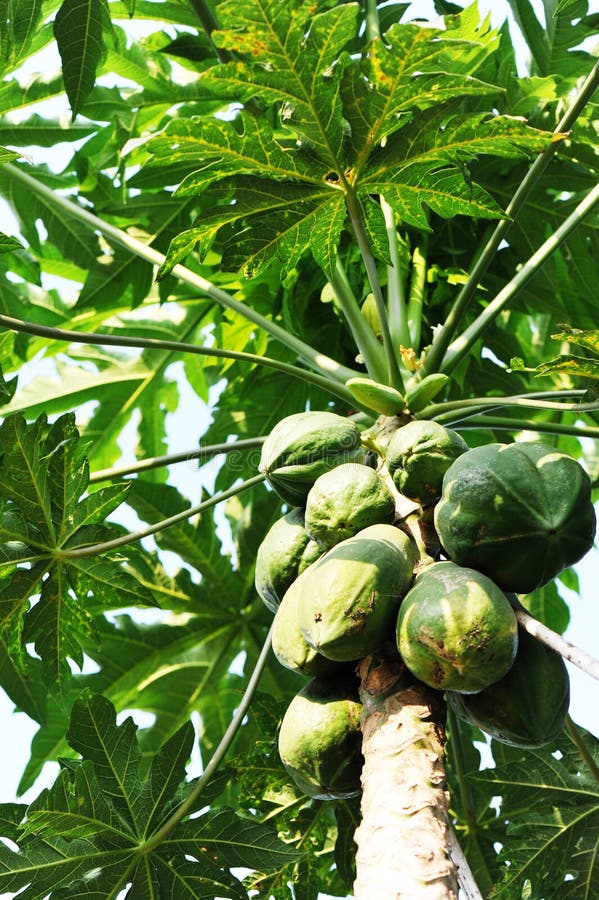 Papaya tree stock image. Image of palm, closeup, trees - 19718159