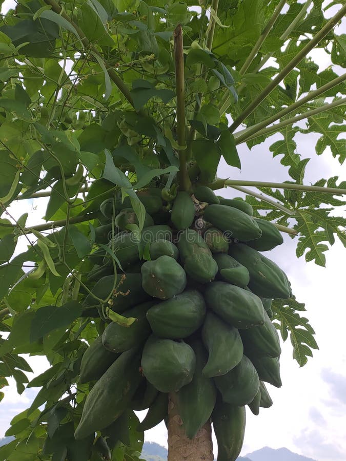 Pepay Stock Photos - Free & Royalty-Free Stock Photos from Dreamstime