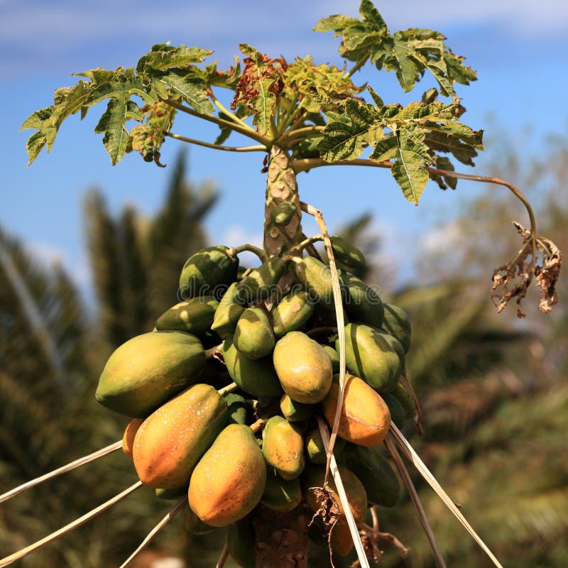 Papaya tree stock image. Image of papaya, branches, tropical - 1533049