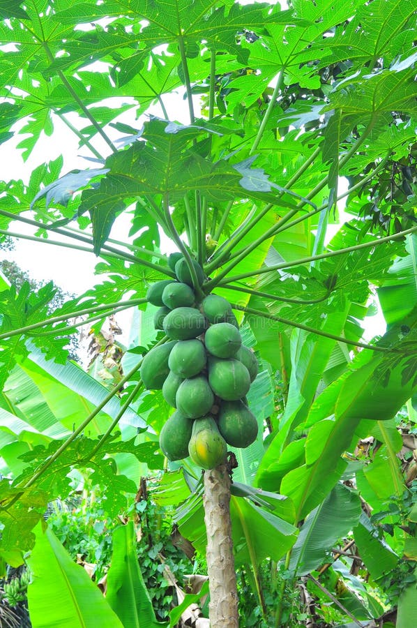 Papaya Tree With Full Of Papayas. Stock Image - Image of name ...