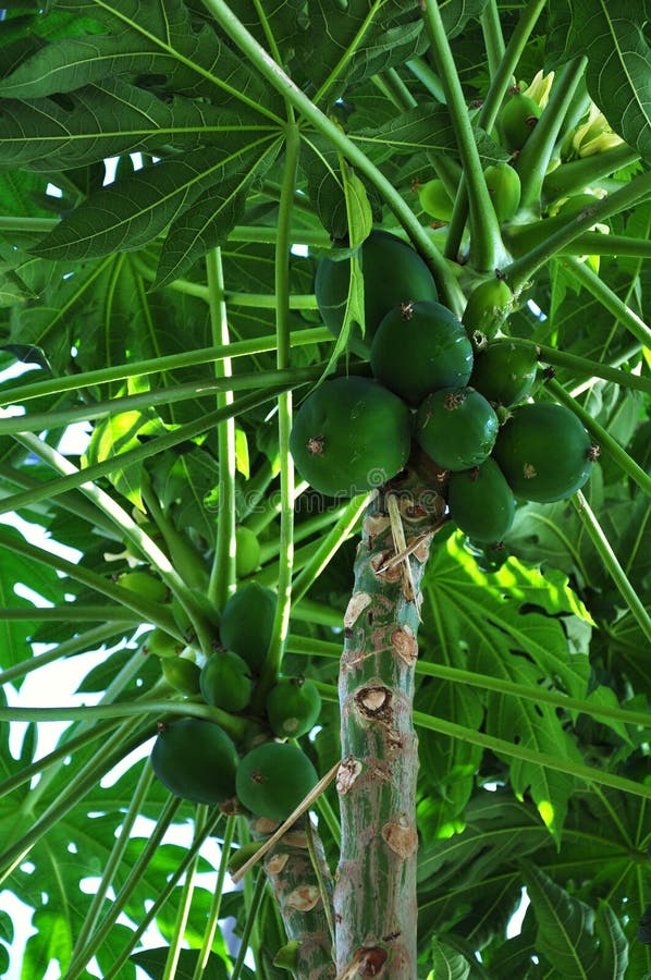 Papaya tree stock image. Image of fresh, papaw, diet - 23499867