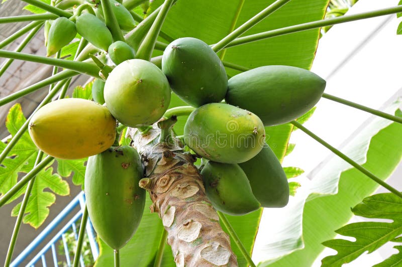 Papaya tree stock image. Image of fresh, growth, orchards - 350854031