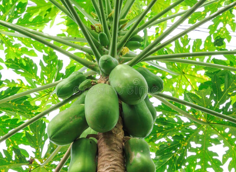 Papaya tree stock photo. Image of group, asia, plant - 37839792