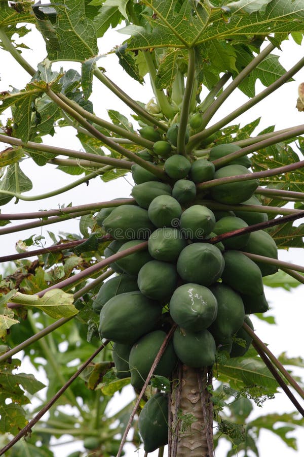 Papaya tree stock image. Image of exotic, philippines - 6992877