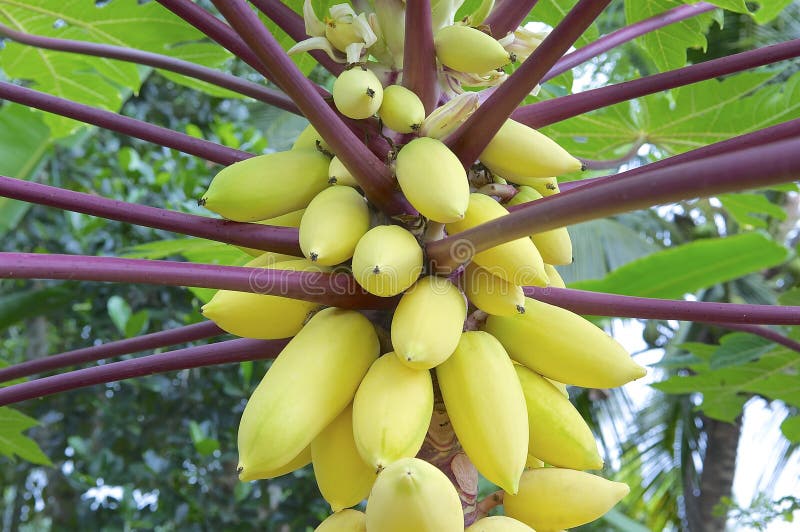 Papaya on tree stock photo. Image of yellow, leaf, group - 74998112