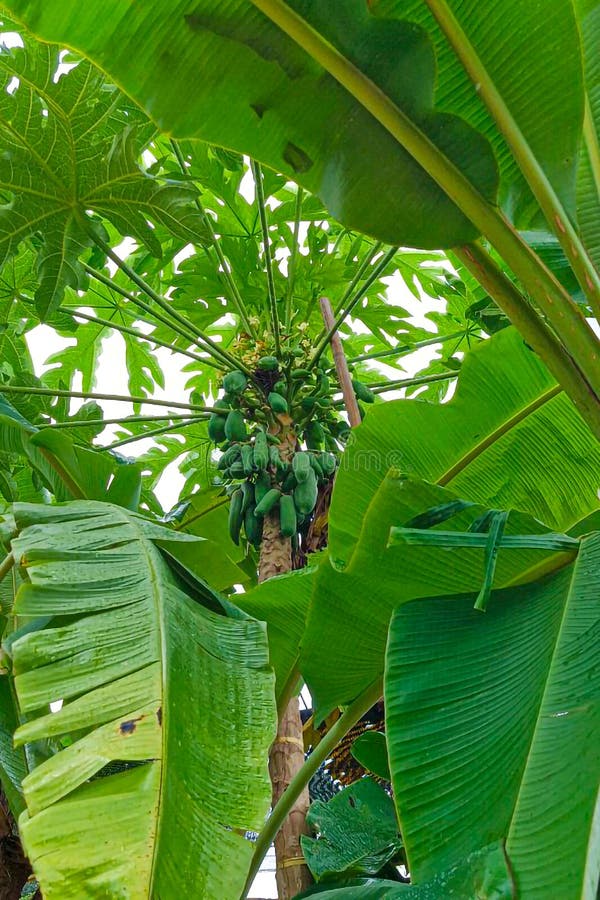 Papaya Papaya Tree Banana Leaf Banana Tree Tree Fruit Banana Stock ...