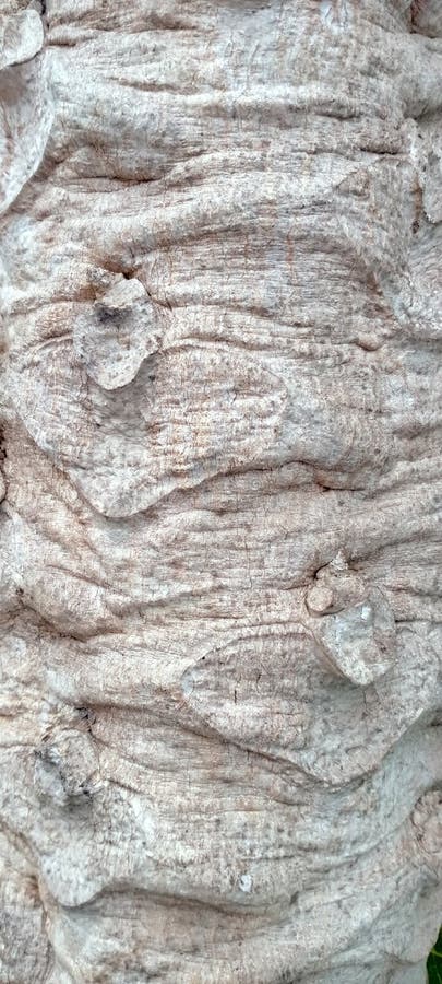 Papaya bark stock image. Image of grow, food, plantation - 30019885