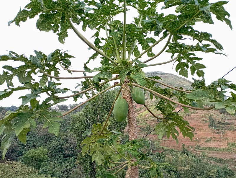 Mini Papaya Tree Stock Photos - Free & Royalty-Free Stock Photos from ...