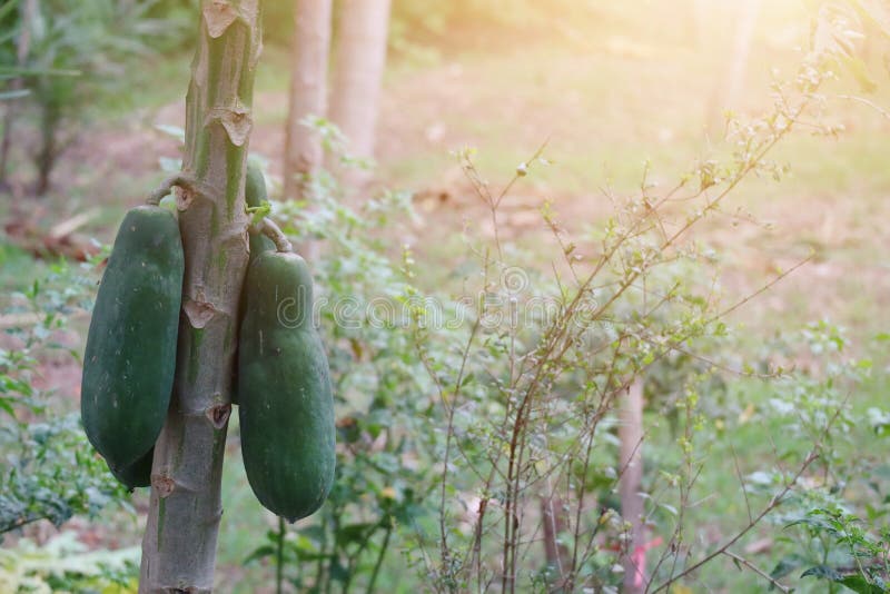The Papaya Tree Bears Large Green Fruit on a Tropical Fruit Tree. Stock ...