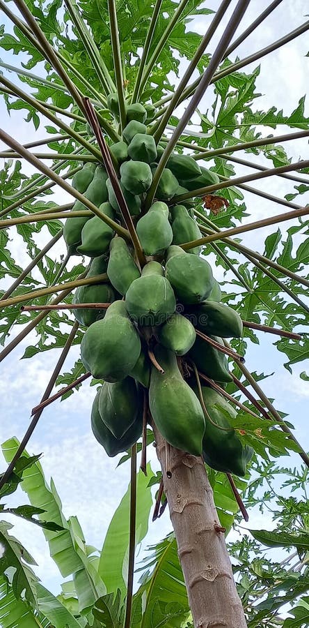 Papaya Tree Bears Very Heavy Fruit in the Garden Stock Photo - Image of ...