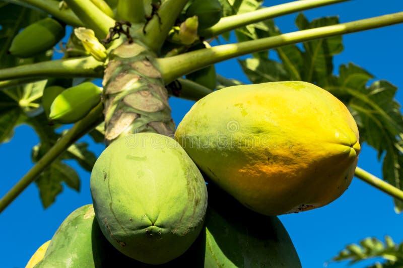 Papaya tree stock photo. Image of fruit, spring, farm - 32476872