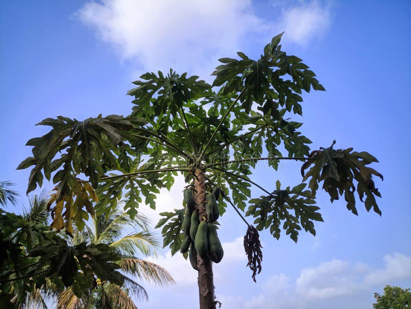 A papaya tree stock image. Image of blue, papaya, tree - 152201879